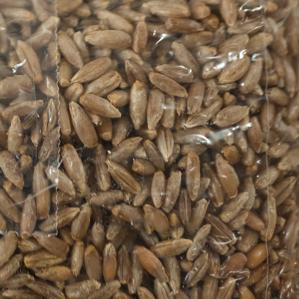 Rye Berry Grain 100% Sterilized Mushroom Spawn Bag (4lb.) – Uncle Myc's